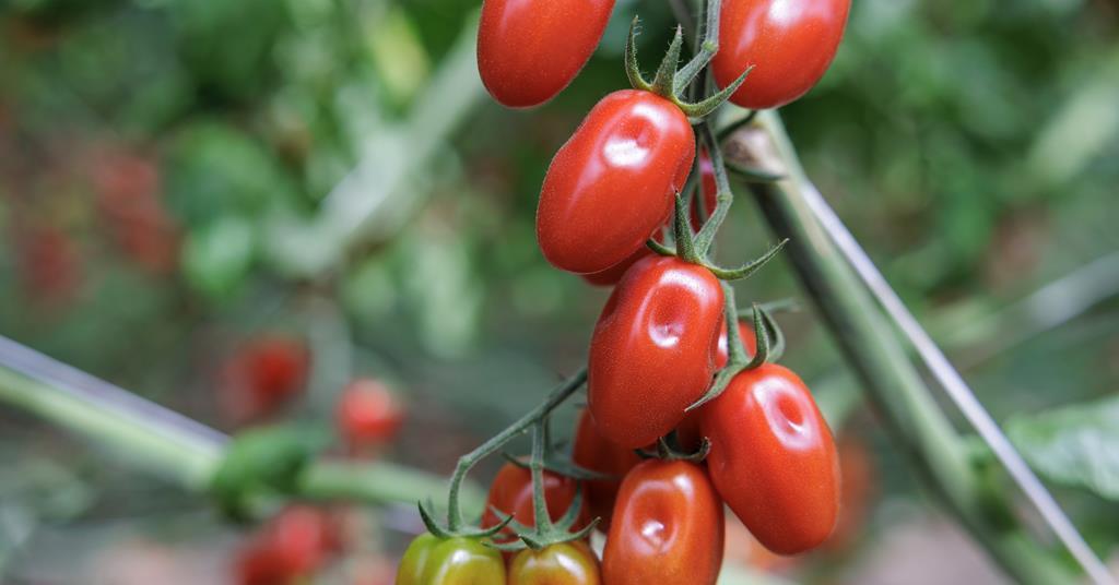 Rijk Zwaan champions ToBRFV-resistant tomato varieties to combat virus ...
