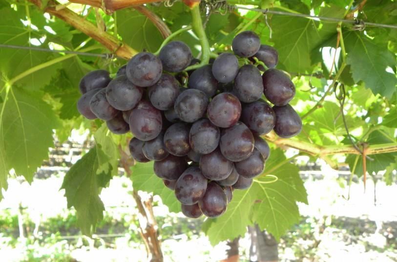 Sati and ARC to launch new grape | Article | Fruitnet