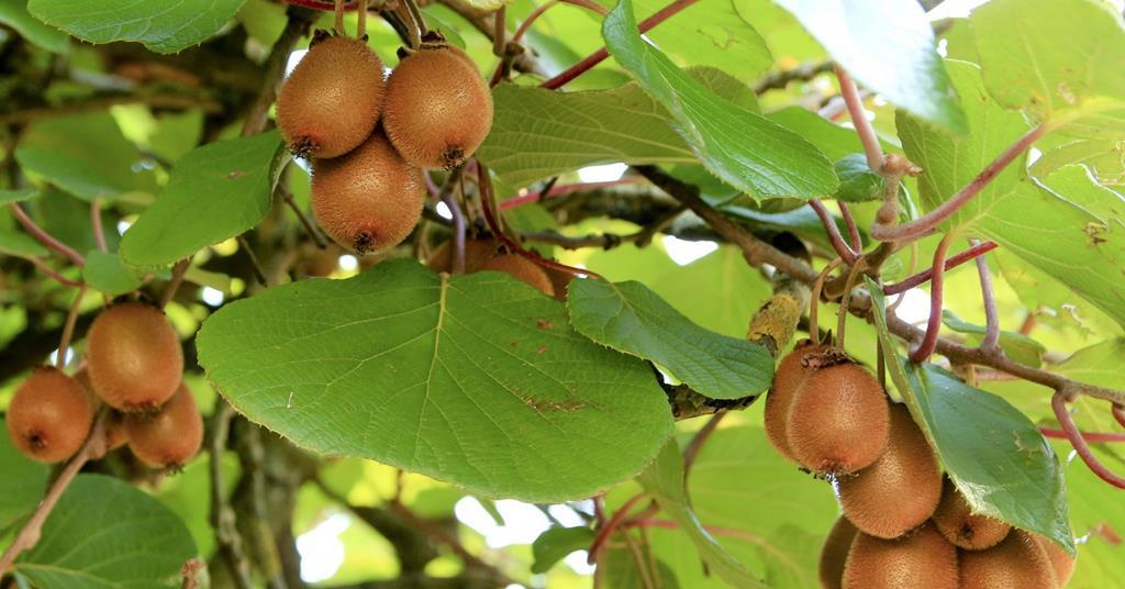 Apata Group eyes expansion | Article | Fruitnet