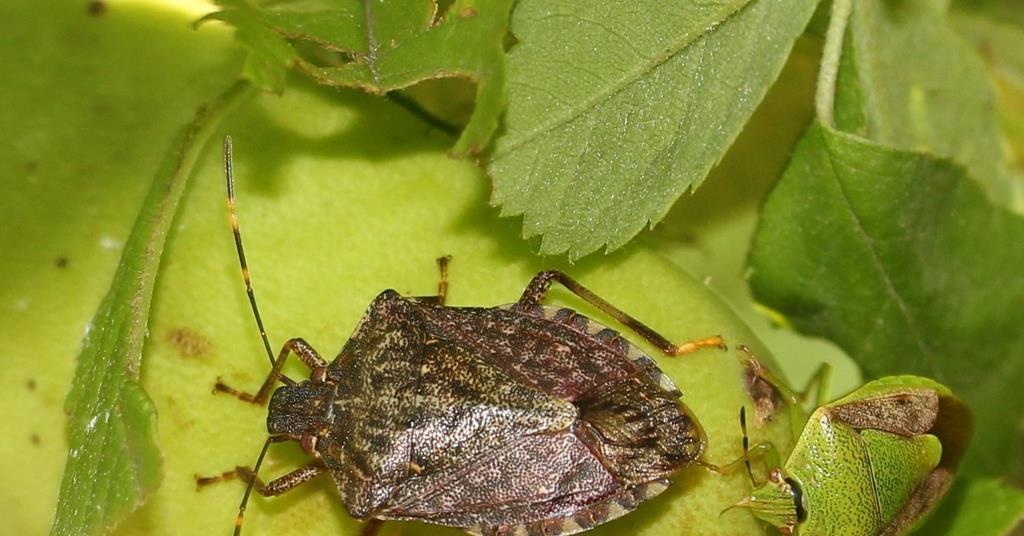 Marmorierte Baumwanze: Schweiz baut Forschung und Beratung aus ...