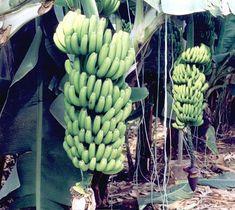 Bananas survive Honduras quake | Article | Fruitnet