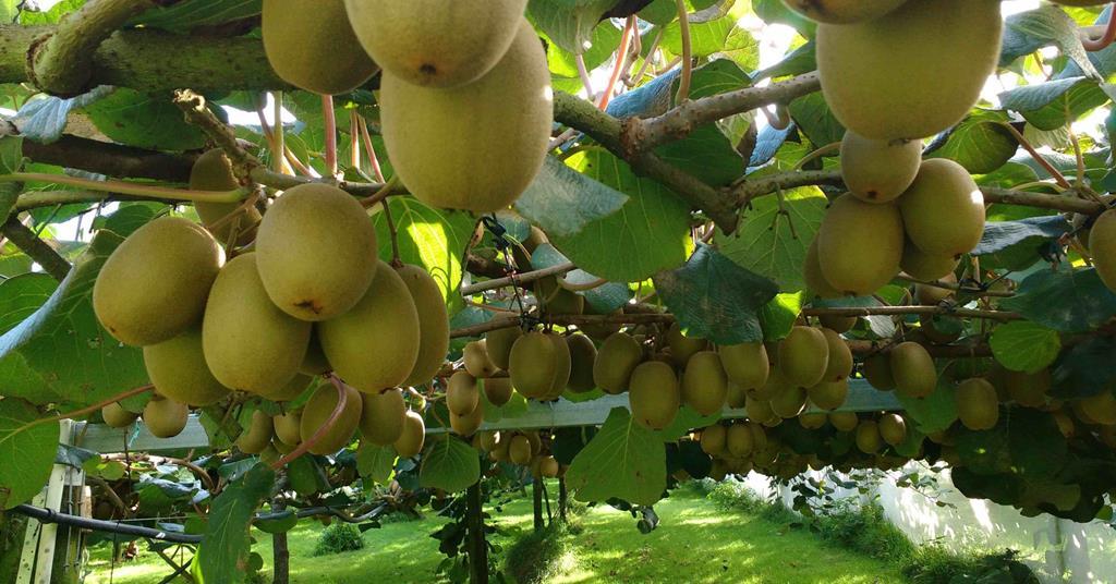 NZ posts record export return | Article | Fruitnet