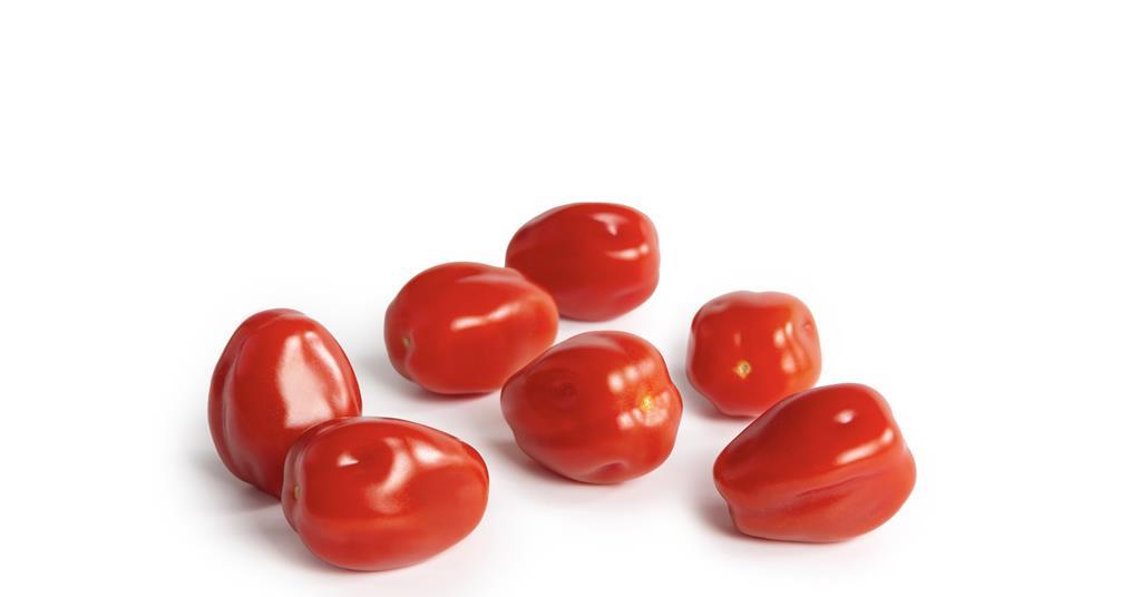Rijk Zwaan champions ToBRFV-resistant tomato varieties to combat virus ...