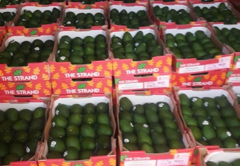 Successful Australian avocado trial for IG International | News | Fruitnet