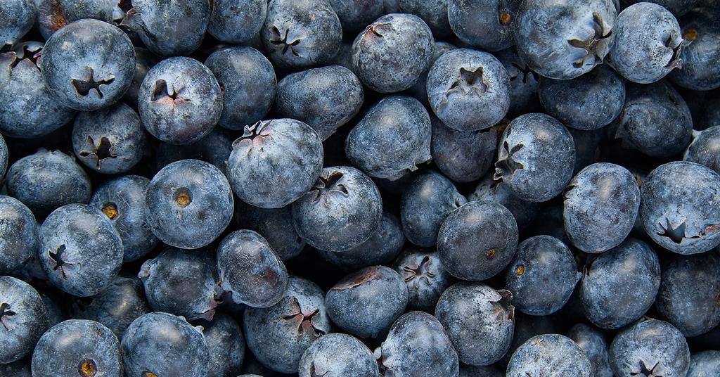Morocco moves up global blueberry rankings | News | Fruitnet