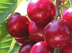 Northwest cherry crop takes shape | Article | Fruitnet