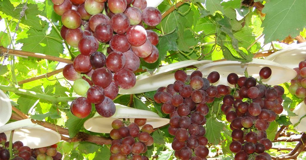 Peru exportierte 2018 50 Millionen Kartons Trauben | Article | Fruitnet