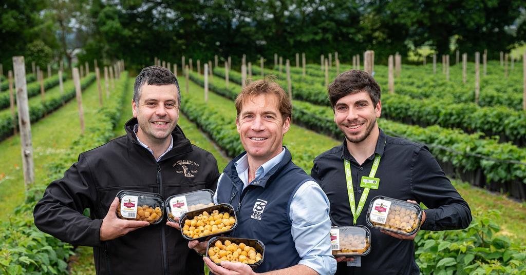 Limited-edition golden raspberries go on sale in Asda | News | Fruitnet