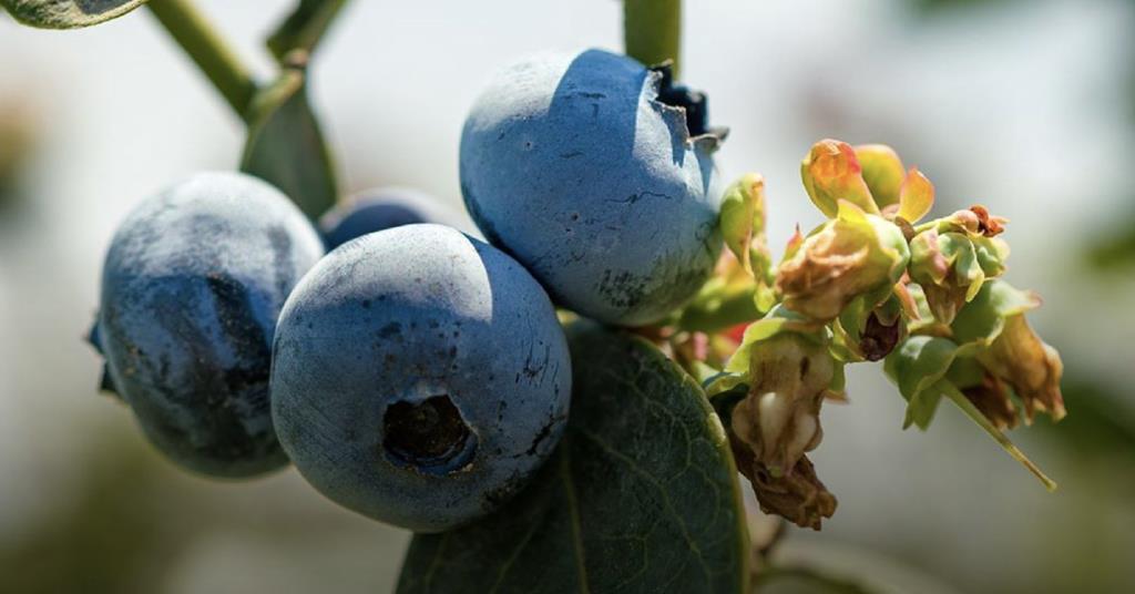 Beta reports 17 per cent jump in blueberry exports | Fruitnet