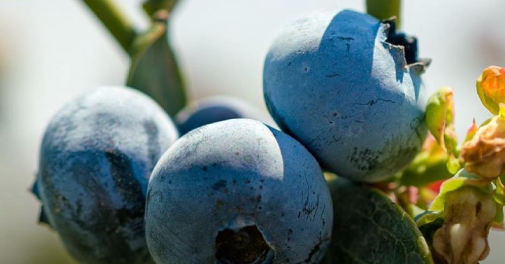 Beta reports 17 per cent jump in blueberry exports | Fruitnet