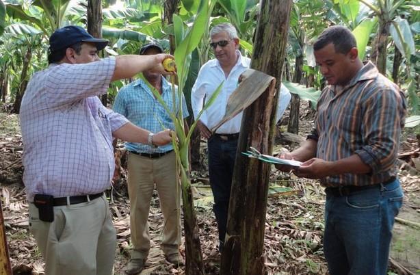 Banana project boosts smallholders' profits | Article | Fruitnet