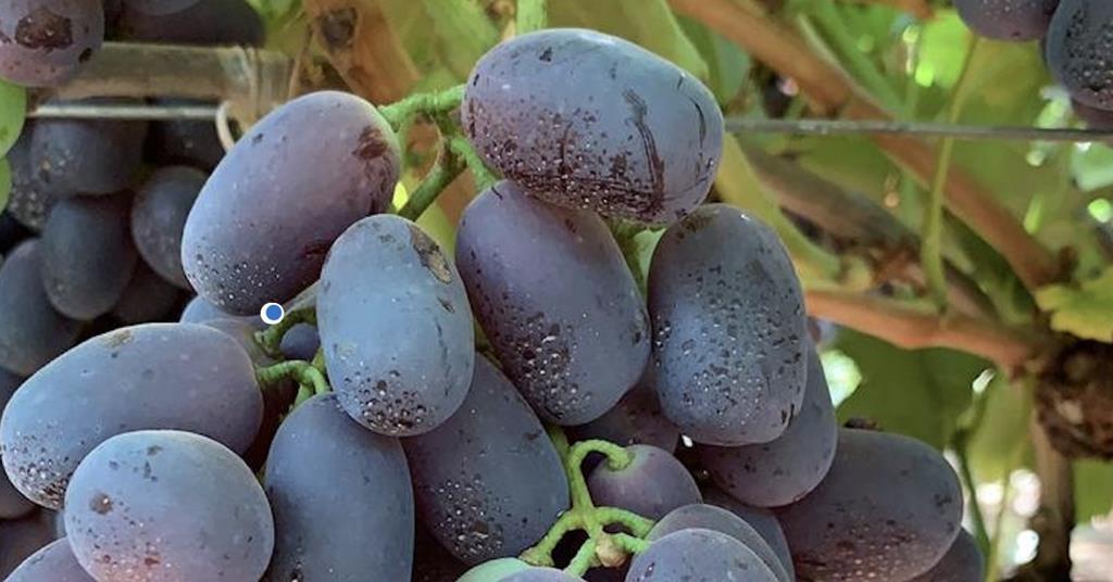 Lebanon sees food exports soar | Article | Fruitnet