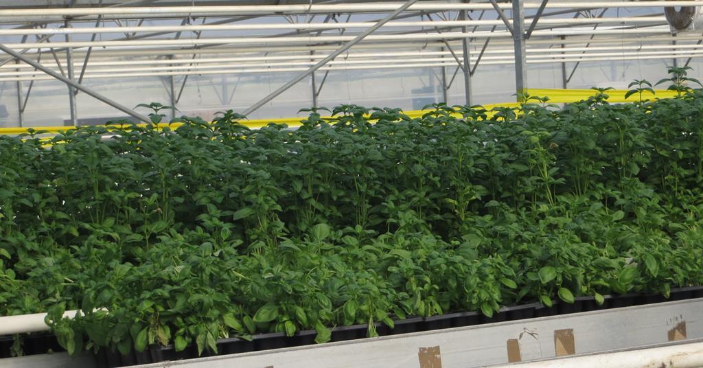 BVL/QS: Notfallzulassungen für Fonganil Gold | Article | Fruitnet