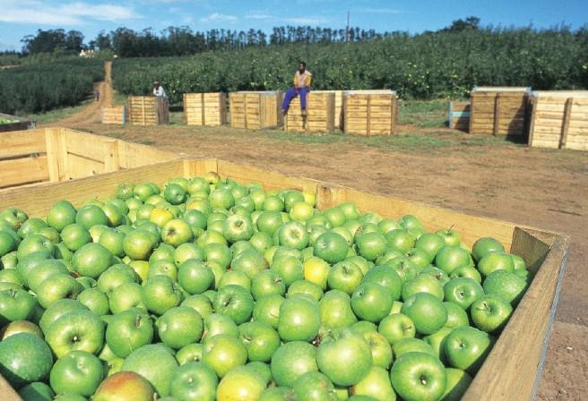 Weakening rand boosts RSA outlook | Article | Fruitnet