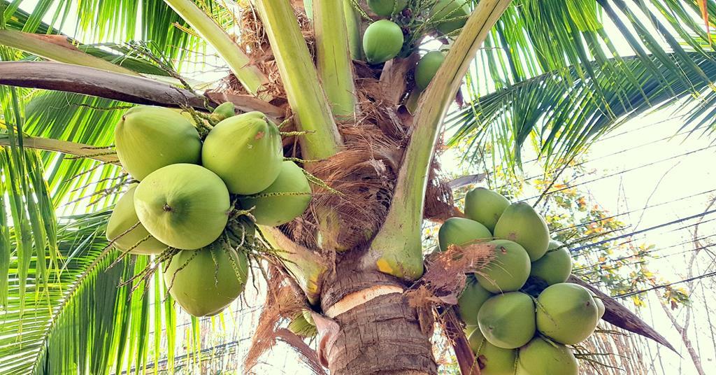 Coconut plans for Hainan | Article | Fruitnet