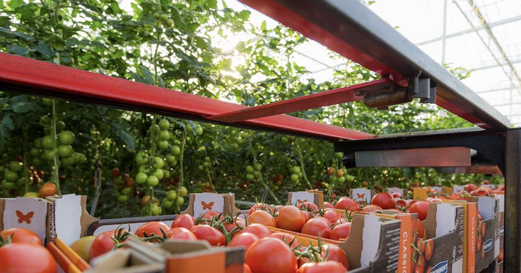 Prominent at 30: tomato innovation for a sustainable future | Features ...