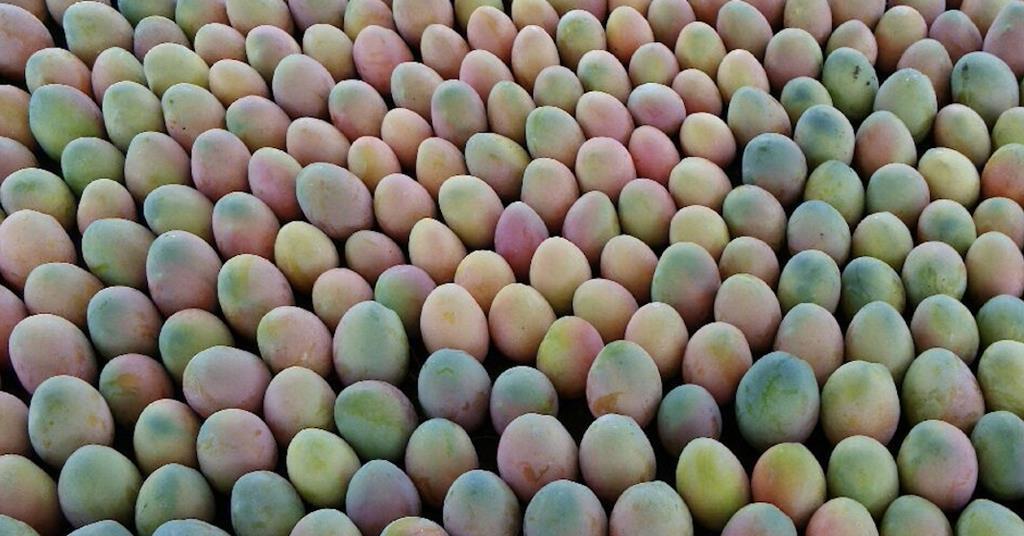Peruvian mango exports nosedive | News | Fruitnet