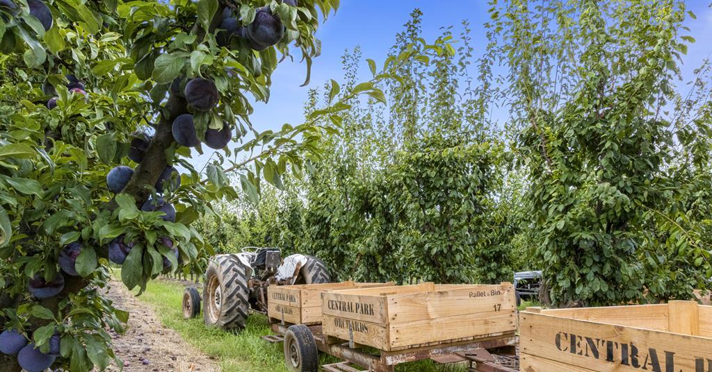 Marenny Vale Orchards and Central Park Orchards join for big Goulburn ...