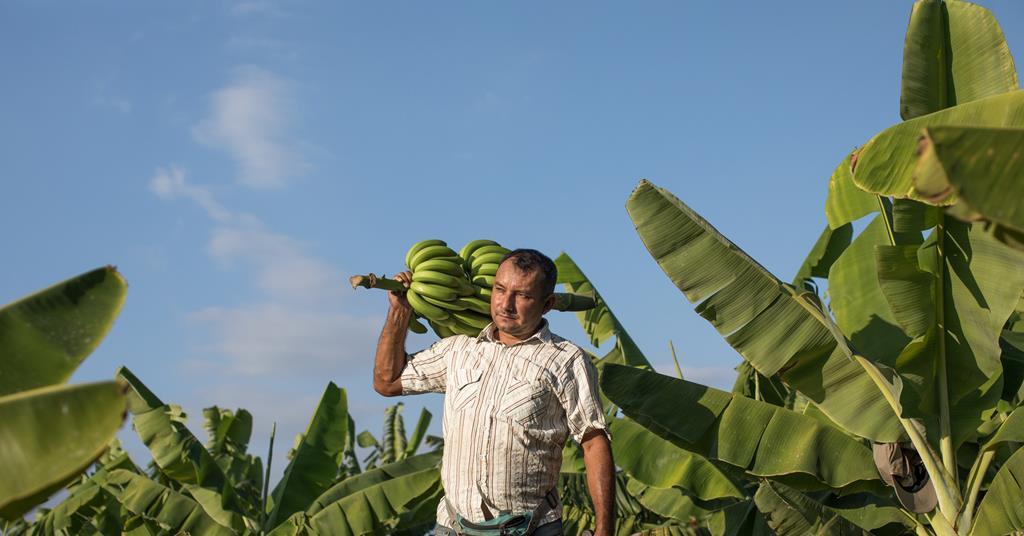 Fenacle endorses stricter enforcement of living wage | News | Fruitnet