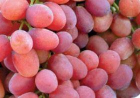 South African grape forecast down | Article | Fruitnet