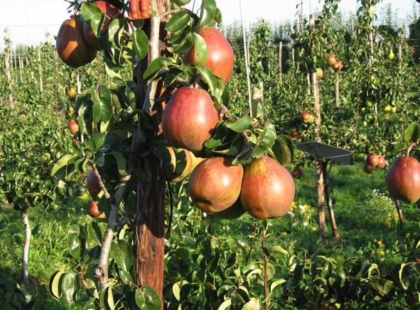 Hail hits Belgian pears | Article | Fruitnet