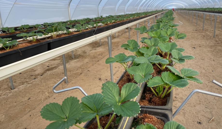 Happy Berry first from Oppy | Article | Fruitnet