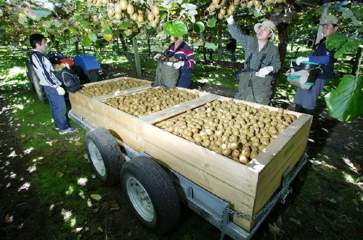 Seeka posts full-year profit | Article | Fruitnet