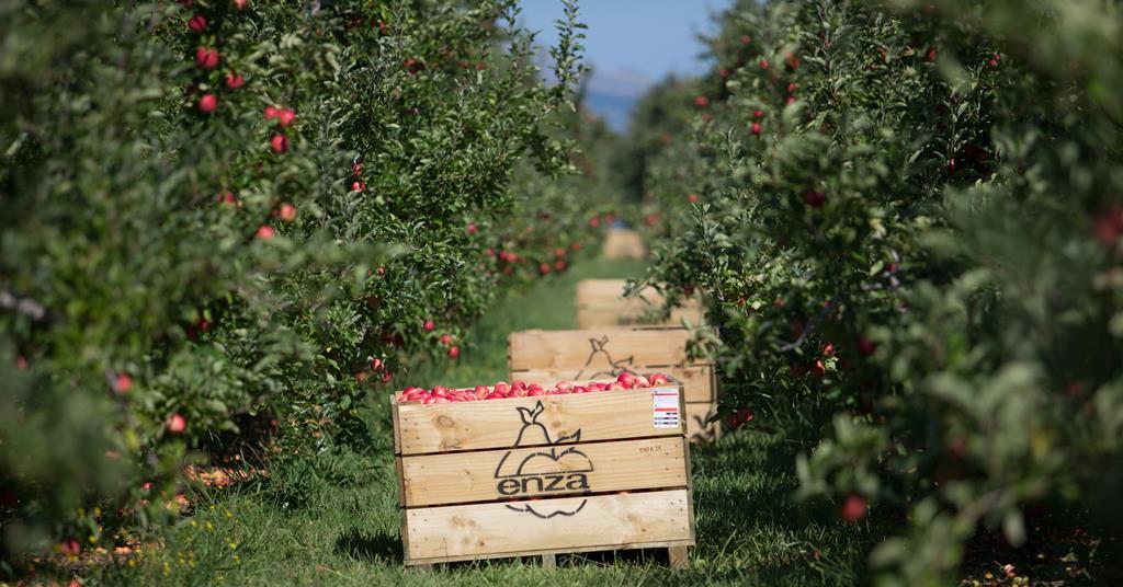 Apple returns “highest in seasons”, says T&G Global | News | Fruitnet