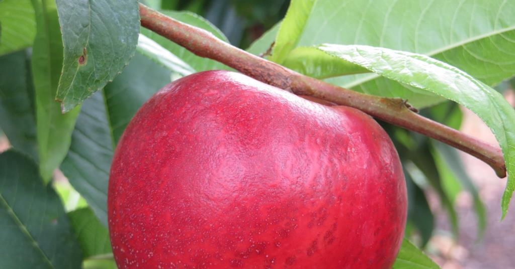 Schwierige Saison für Steinobst aus Südafrika - aber Besserung in Sicht | Article | Fruitnet