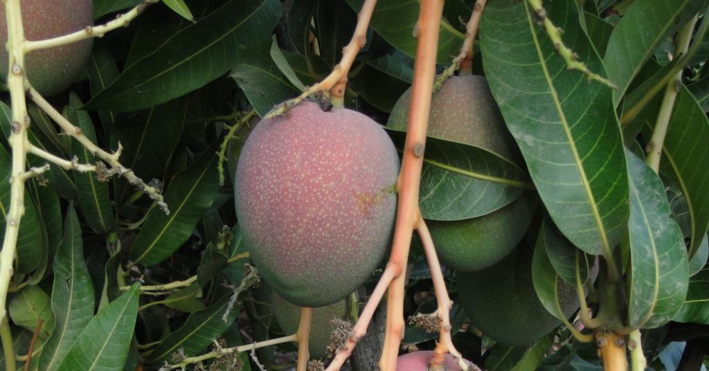 Mangoproduktion in Peru steigt im Januar 2025 um 532,2 Prozent ...