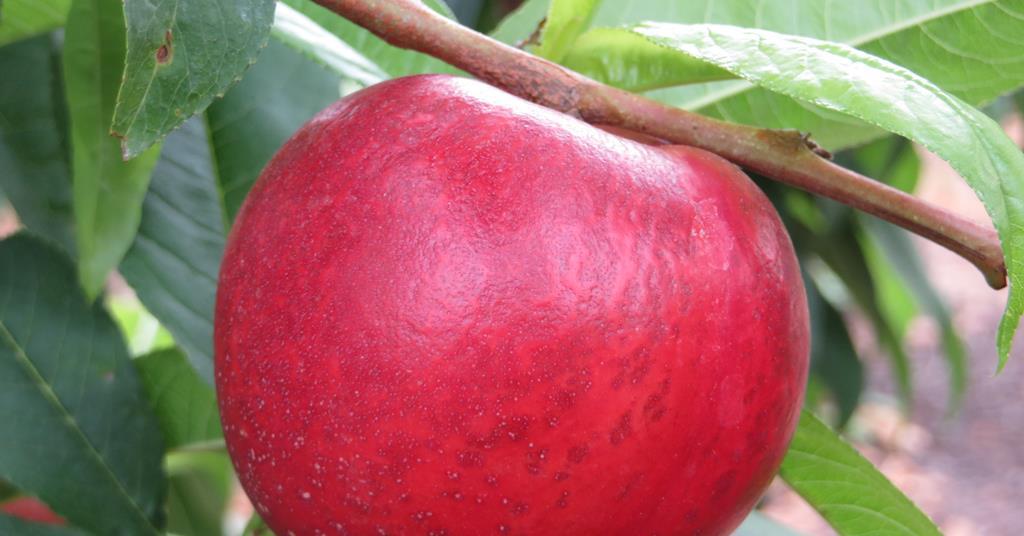 Schwierige Saison für Steinobst aus Südafrika - aber Besserung in Sicht | Article | Fruitnet