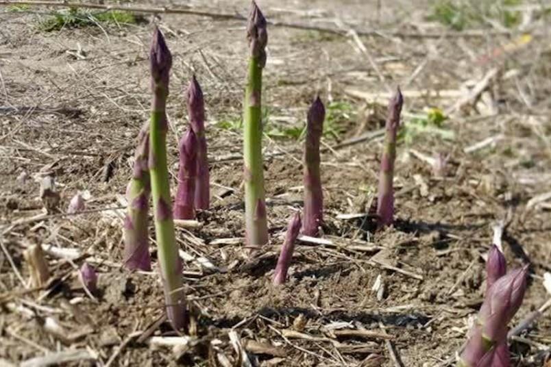 Michigan asparagus season underway | Article | Fruitnet