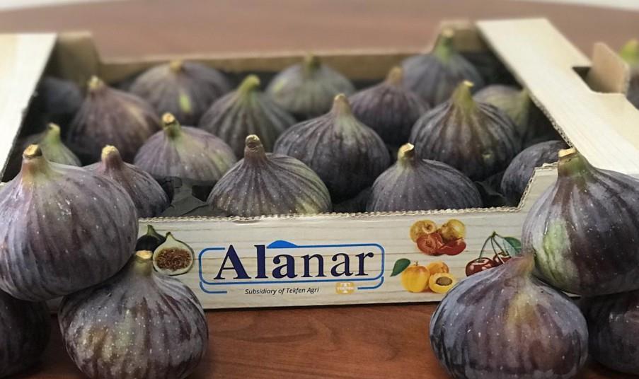 Alanar prepared for fig growth | Article | Fruitnet