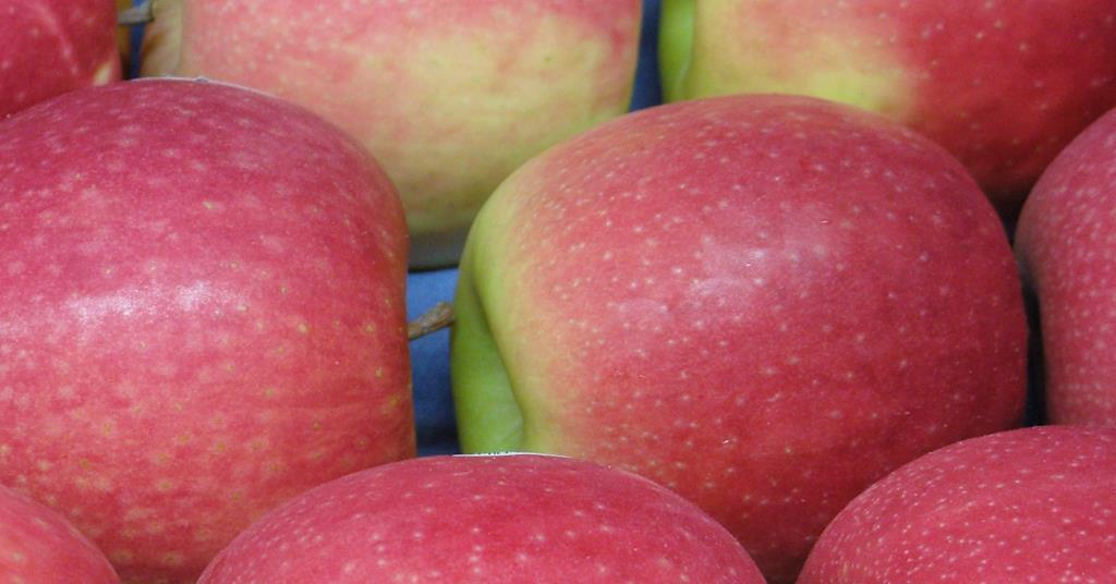 Italien: Pink Lady® Day bei der Produzenten-Organisation Minguzzi ...