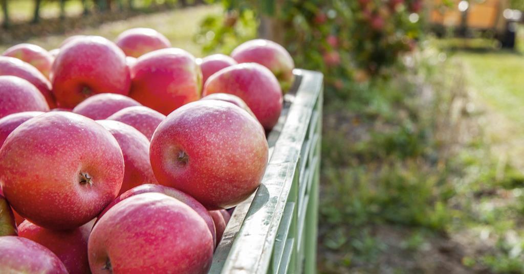 New IG International joint venture | Article | Fruitnet