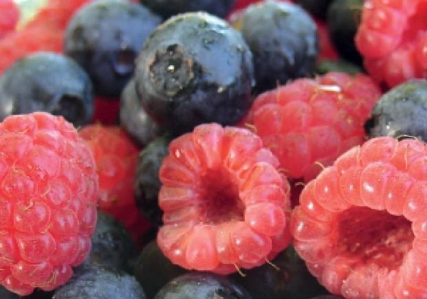 South African berry association formed | Article | Fruitnet