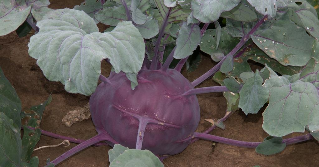 Produce World backs ethnic veg | Article | Fruitnet