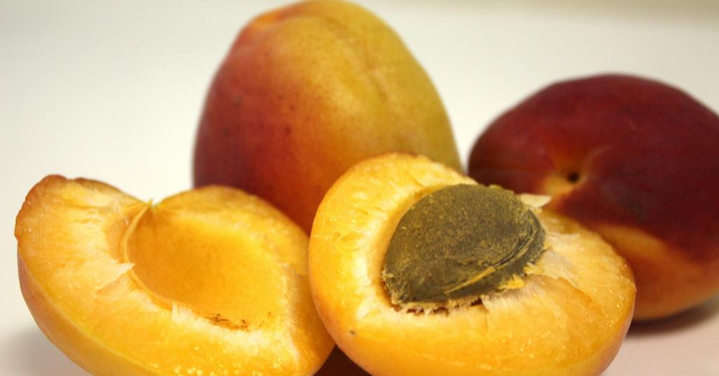 South African apricots bounce back | Article | Fruitnet