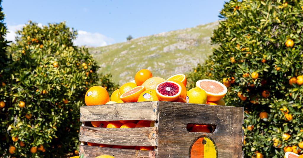 Sunkist primed for California citrus season | News | Fruitnet