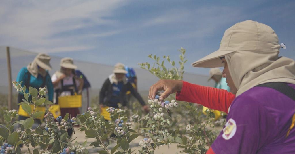 Agrovision secures US$210m to fund continued expansion | Article | Fruitnet