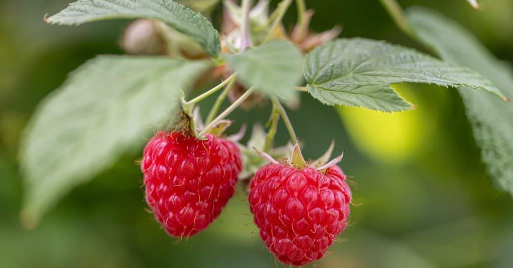 Switzerland forecasts strong berry harvest with increased raspberry and ...