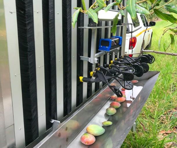Mango Automation Breakthrough Article Fruitnet