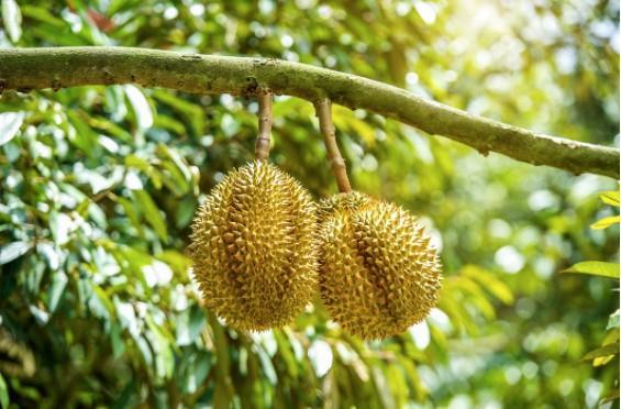 Covid-19 closes Philippine durian export window | Article | Fruitnet