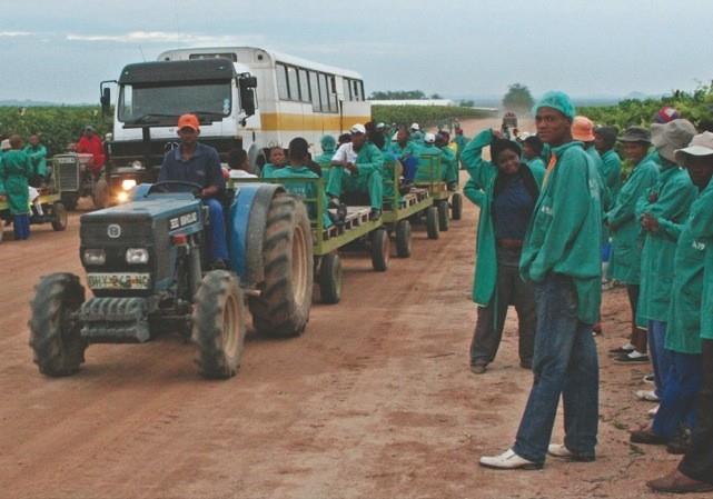 RSA trade questions labour report | Article | Fruitnet