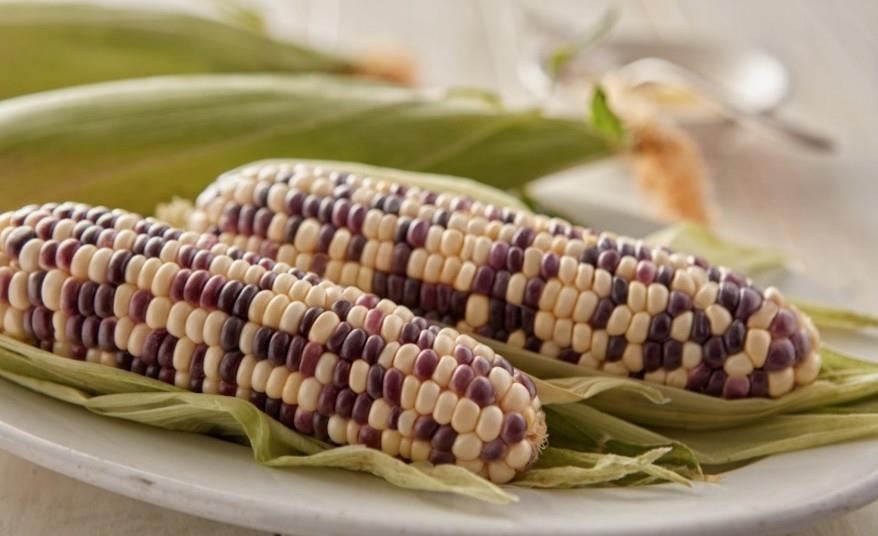 Wild Violet sweetcorn hits the market | Article | Fruitnet