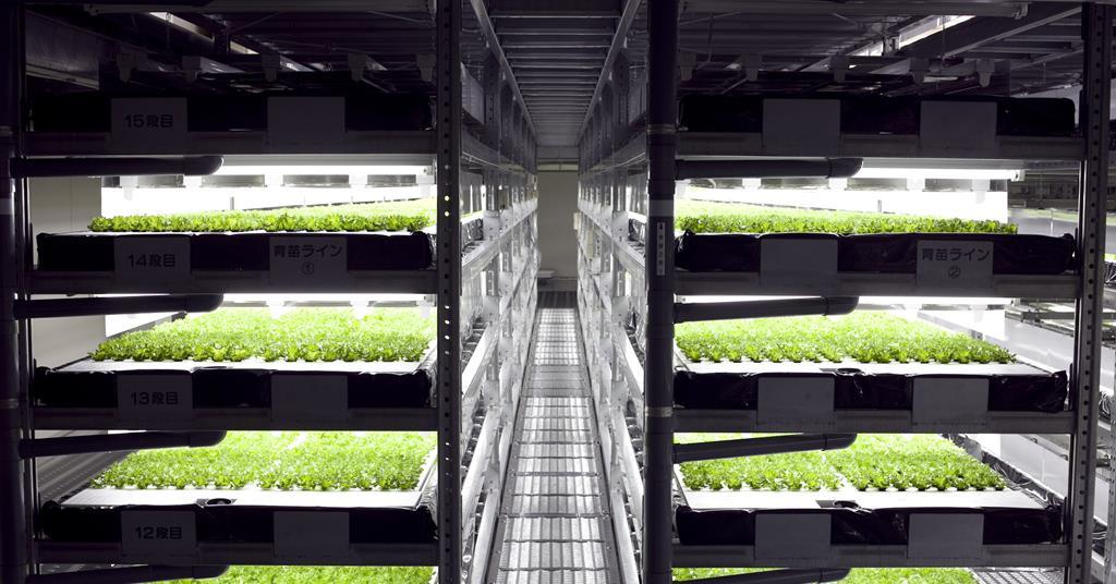High-tech farm spreads to Middle East | Article | Fruitnet