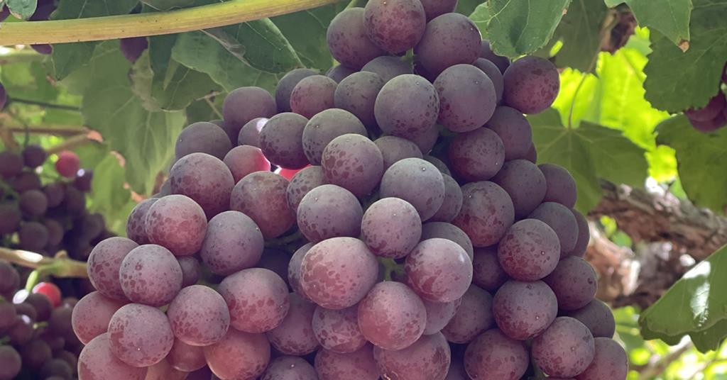 Subsole’s table grape campaign off to strong start | News | Fruitnet