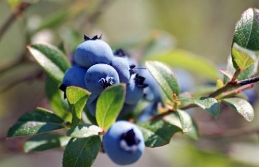 Royal opens Moroccan blueberry campaign | Article | Fruitnet