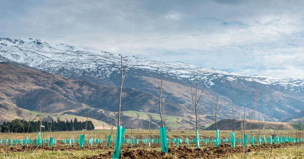 Hortinvest plants first cherries at Mt Pisa | Article | Fruitnet