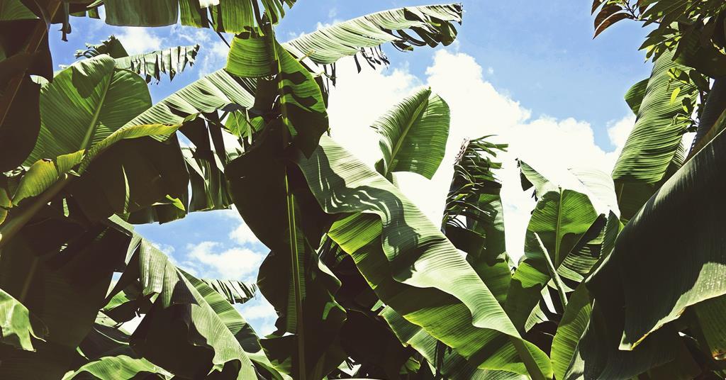 Nicaragua bananas affected by drought | Article | Fruitnet